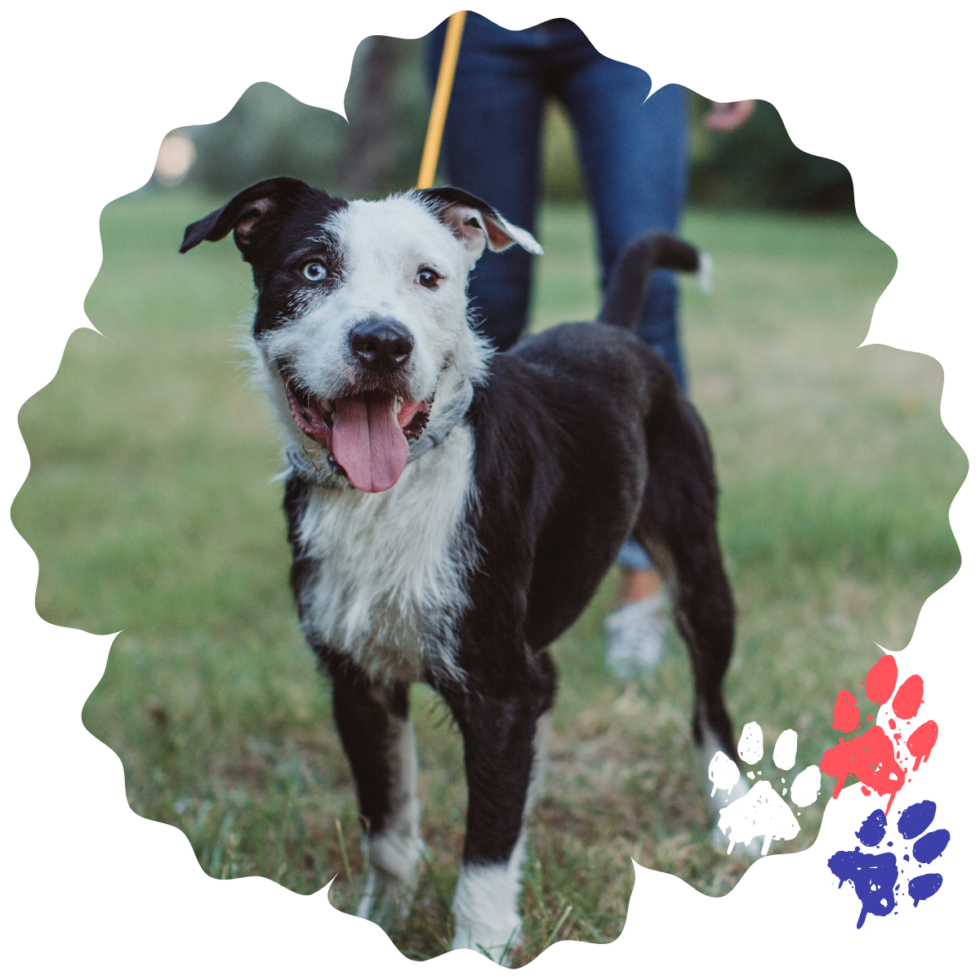 Check-In Form | Oakton Animal Hospital
