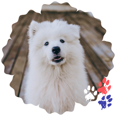 Consent Form | Oakton Animal Hospital